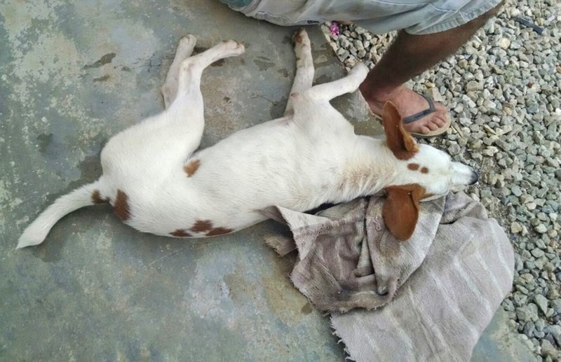 Cachorros estão sendo envenenados no bairro Vila Ivete e situação ... Cachorros estão sendo envenenados no bairro Vila Ivete e situação ...