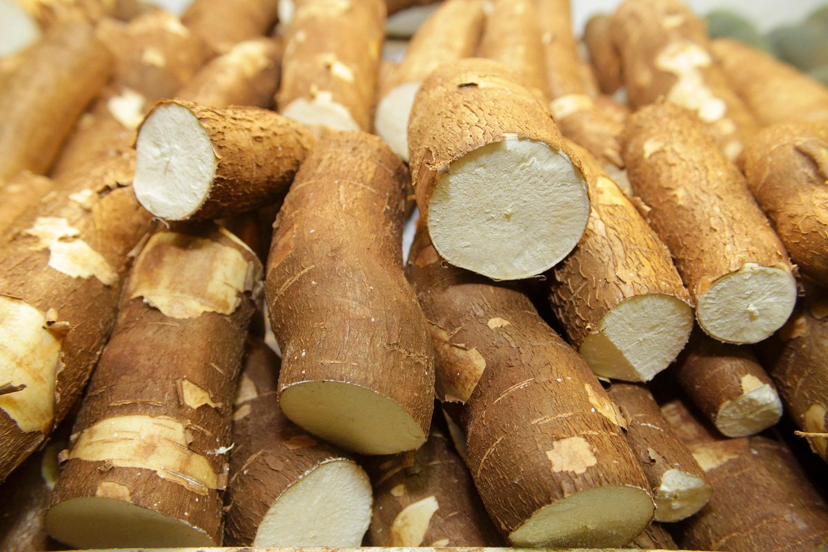 Como preparar a Mandioca (aipim) | Click Riomafra