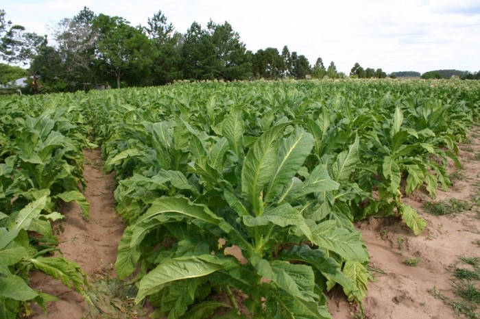 FAESC divulga manifesto em favor dos fumicultores | Click Riomafra