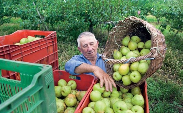 Terça-feira tem a abertura da temporada de colheitas de frutas ...
