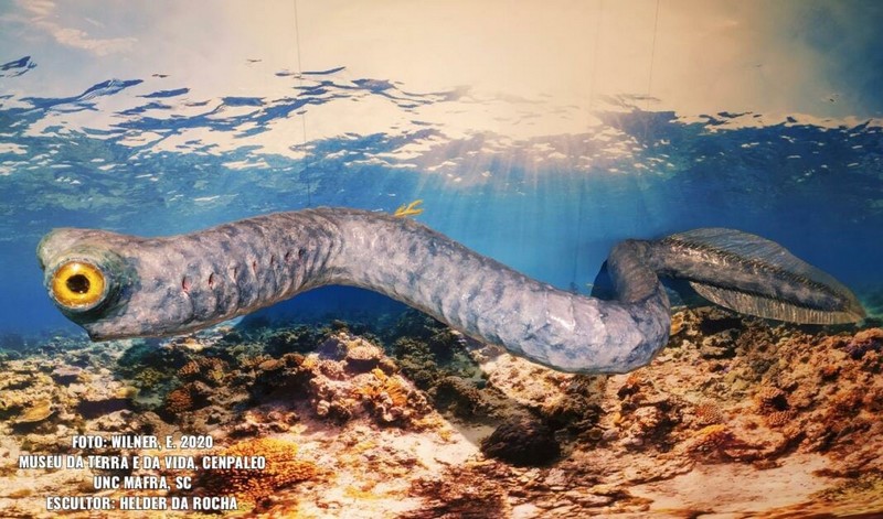 Encontrados fósseis de conodontes, ancestrais dos peixes em Mafra ...