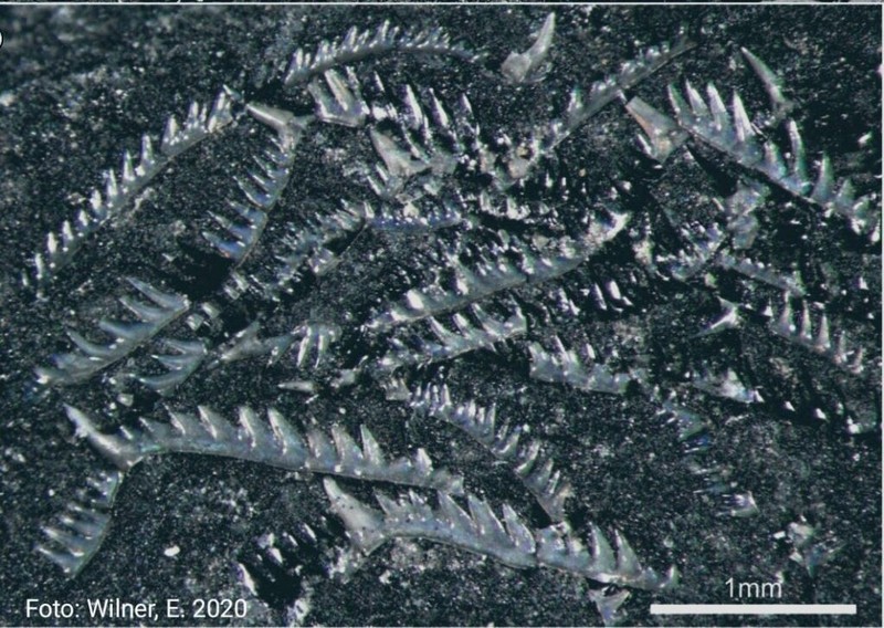 Encontrados fósseis de conodontes, ancestrais dos peixes em Mafra ...