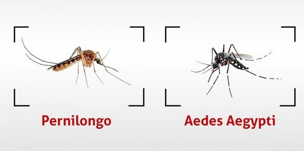 Dengue: saiba as diferenças entre o mosquito Aedes aegypti e os ...